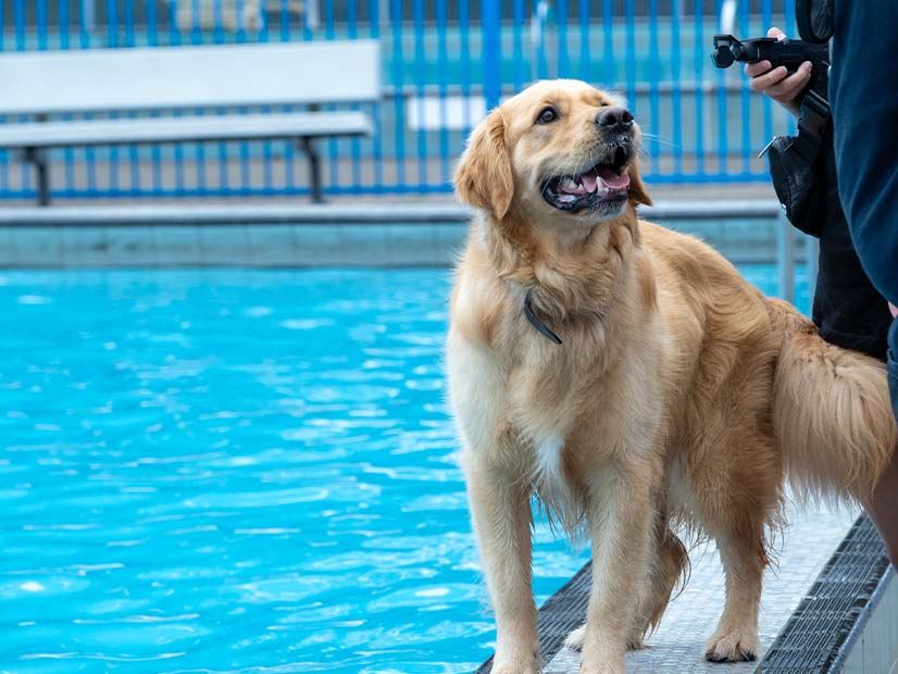 Pups by the Pool | Y Victoria